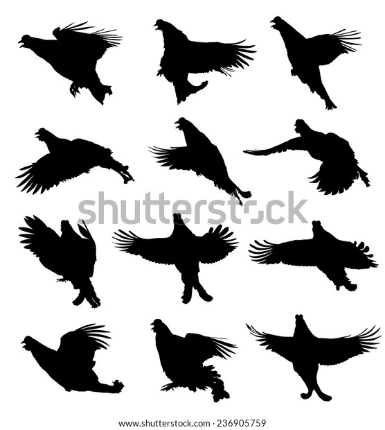 Black Grouse Flight Silhouette Stock Vector (Royalty Free) 236905759 ...