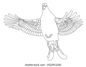 Black Grouse Line Drawing Vector Stock Vector (Royalty Free) 1922911343 ...