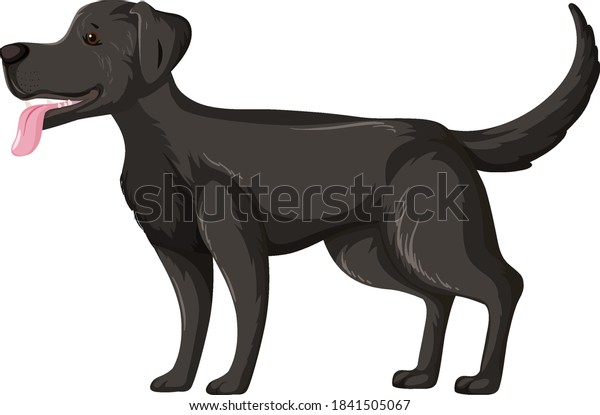 Black Labrador Retriever Standing Pose Isolated Stock Vector (Royalty ...
