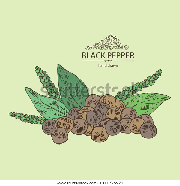 Black Pepper Plant Pepper Leaves Vector Stock Vector (Royalty Free ...