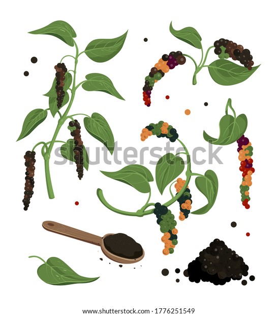 Black Pepper Vector Clipart Black Pepper Stock Vector (Royalty Free ...