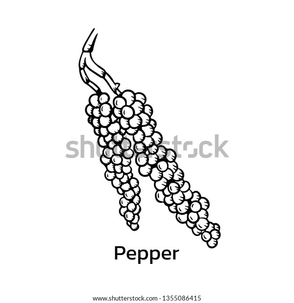 Black Pepper Vector Illustration Black Pepper Stock Vector (Royalty ...