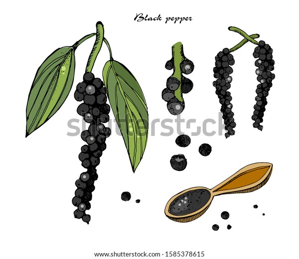 Black Pepper Vector Illustrationvintage Ink Hand Stock Vector (Royalty ...