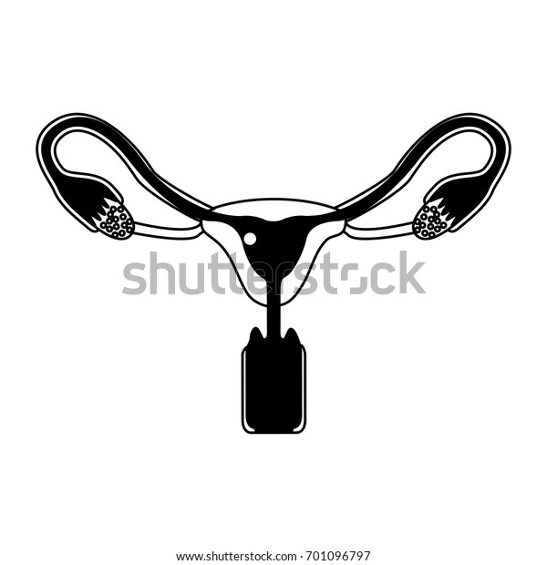Black Silhouette Female Reproductive System Ovaries Stock Vector