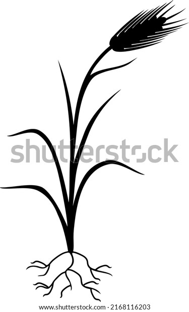 Black Silhouette Rye Plant Root System: เวกเตอร์สต็อก (ปลอดค่าลิขสิทธิ์ ...