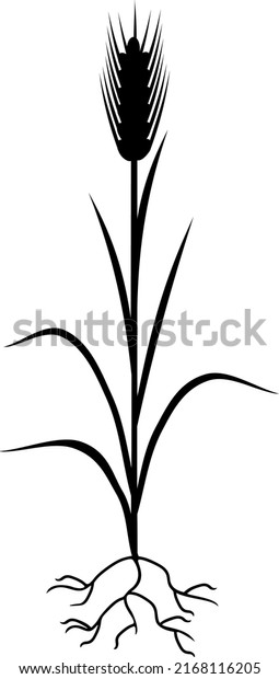 Black Silhouette Rye Plant Root System: เวกเตอร์สต็อก (ปลอดค่าลิขสิทธิ์ ...