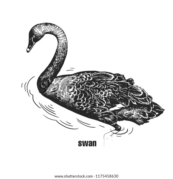 Black Swan Hand Drawing Bird Wild Stock Vector (Royalty Free ...