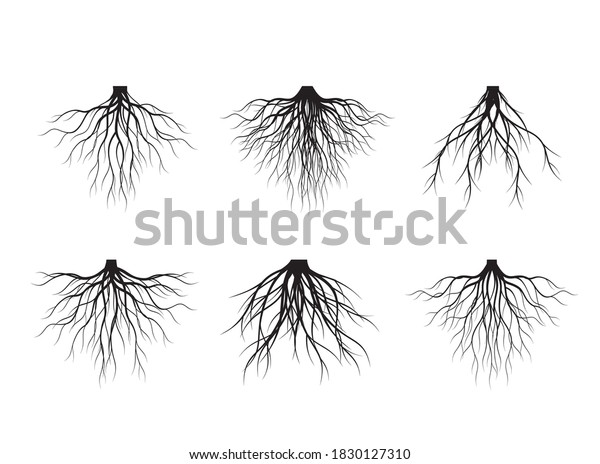 Black Tree Roots Vector Outline Illustration Stock Vector (Royalty Free ...
