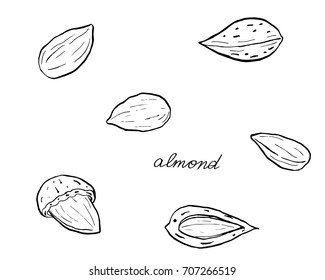 Black White Card Hand Drawn Almonds Stock Vector (Royalty Free) 707266519