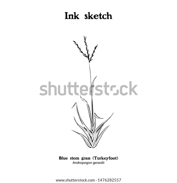 Black White Drawing Bluestem Grass Angropogon Stock Vector (Royalty ...