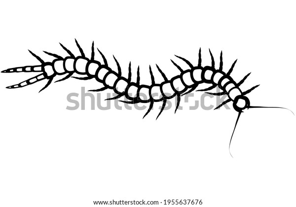 Black White Drawing Centipede Scolopendra Crawling: Vector có sẵn (miễn ...