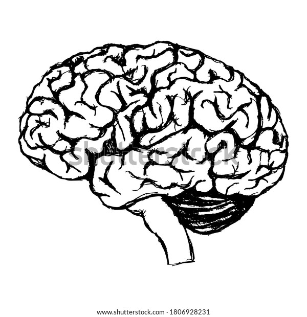 Black White Drawing Human Brain Gray Stock Vector (Royalty Free ...