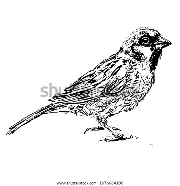 Black White Drawing Sparrow That Translated: เวกเตอร์สต็อก (ปลอดค่า ...