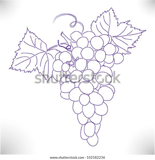 Black White Grape Contour Hand Drawn Stock Vector (Royalty Free) 102582236