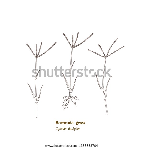 Black and white illustration of Bermuda grass with stems, leaves, roots ...