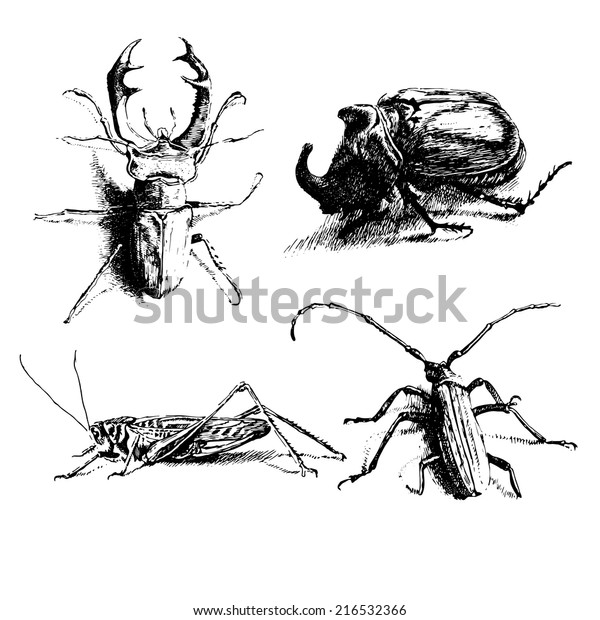 Black White Illustration Different Bugs Oryctes Stock Vector (Royalty ...