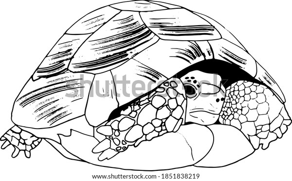 Black White Illustration Turtle Vector Drawing Stock Vector (Royalty ...