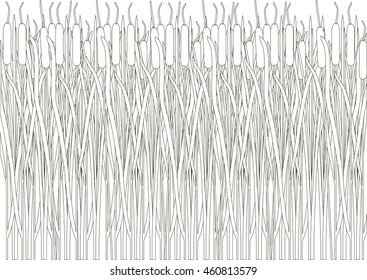 Black White Outline Cane Field Thin Stock Vector (Royalty Free ...