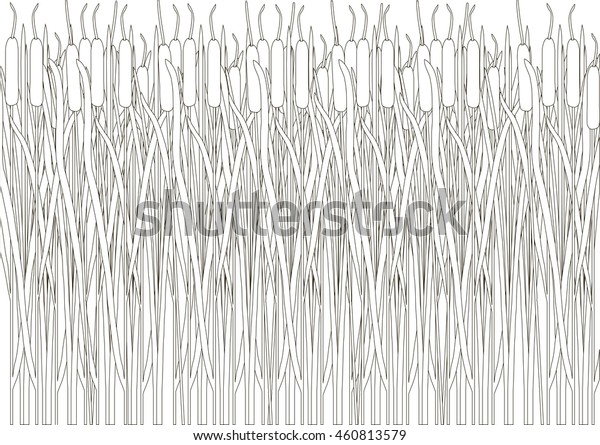 Black White Outline Cane Field Thin Stock Vector (Royalty Free ...