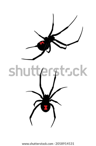 421 Red Back Spider Vector Images, Stock Photos & Vectors | Shutterstock