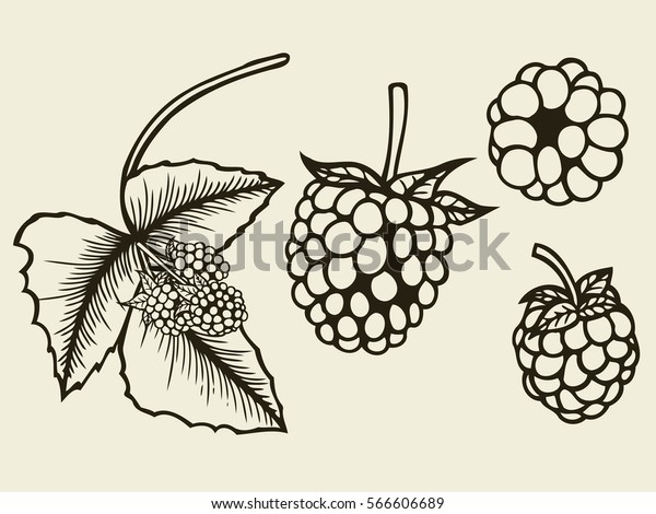 Blackberry Hand Drawn Sketch Vector Illustration Stock Vector (Royalty ...