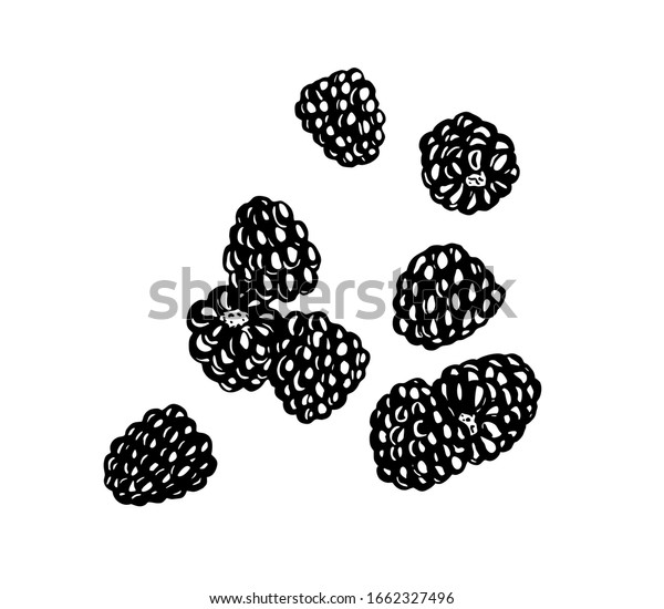 Blackberry Line Art Style Stock Vector (Royalty Free) 1662327496 ...
