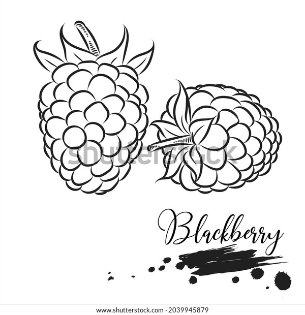 Blackberry Line Art Vector Illustration Stock Vector (Royalty Free ...