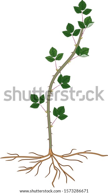 Blackberry Shoot Green Leaves Root System Stock Vector (Royalty Free ...