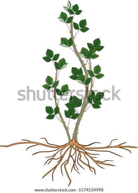 Blackberry Shrub Green Leaves Root System Stock Vector (Royalty Free ...