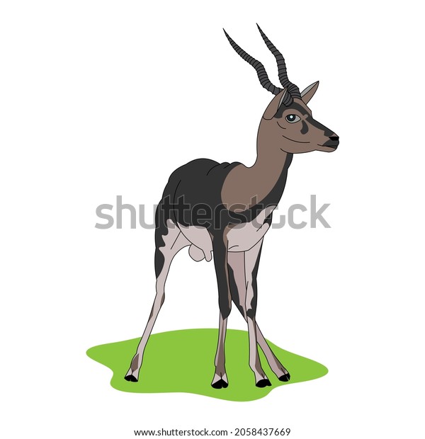 Blackbuck Antelope India Vector Art White Stock Vector (Royalty Free ...