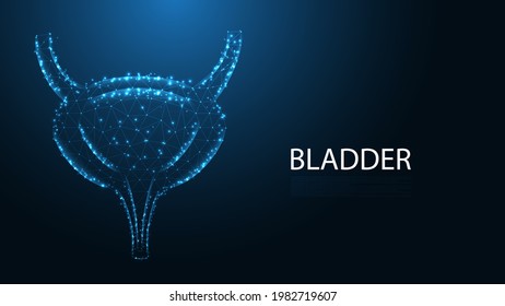 Bladder Human Anatomy Structure Line Connection Stock Vector (Royalty ...