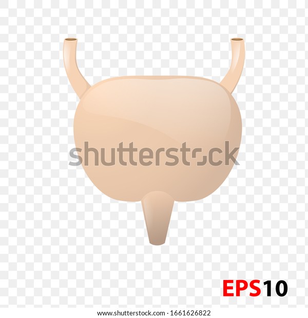 Bladder Realistic Human Organ Isolated On Stock Vector (Royalty Free ...
