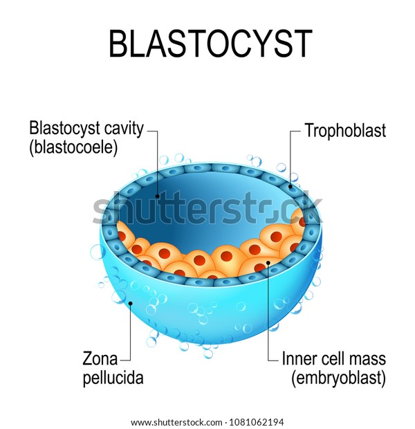 Blastocyst Human Blastocyst Inner Cell Mass Stock Vector (Royalty Free ...