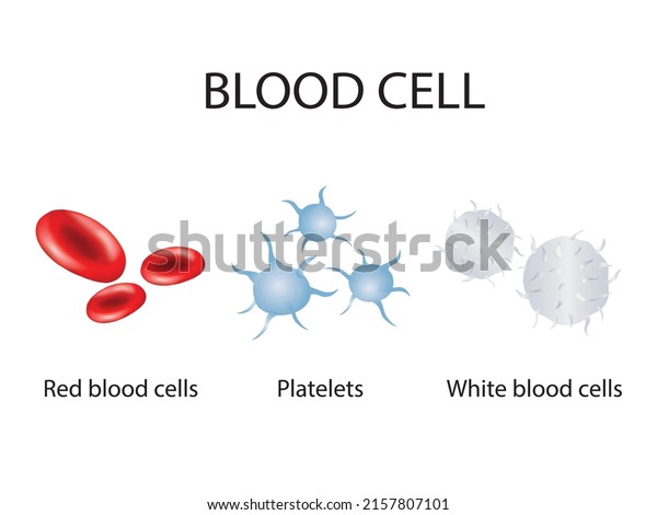 Illustration vectorielle de cellules sanguines diagramme : image ...