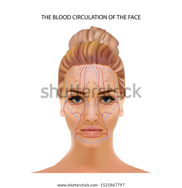 Blood Circulation Face Veins Capillaries Located: เวกเตอร์สต็อก (ปลอด ...