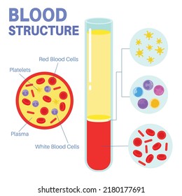Blood Structure Plasma Red Blood Cells Stock Vector (Royalty Free ...