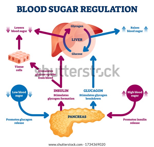 Blood Sugar Regulation Vector Illustration Labeled Stok Vektör ...