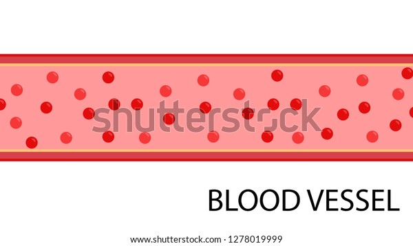 Blood Vessel Cartoon Vector Wallpaper Free Stock Vector (Royalty Free ...