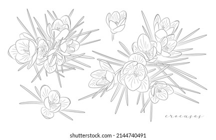 1,489 Line drawings of crocus Images, Stock Photos & Vectors | Shutterstock