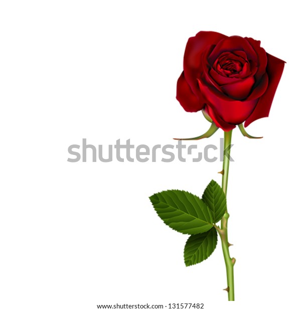 Blooming Red Flower Rose. Love, romance and Valentine greeting holiday ...