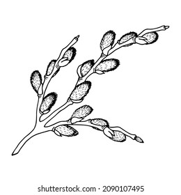 Blossoming Willow Branch Vector Stock Illustration Stock Vector ...