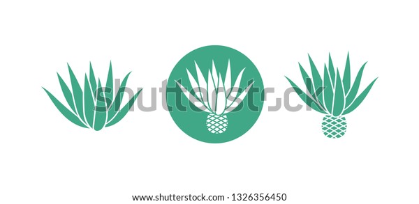 Blue agave logo. Isolated agave on white background