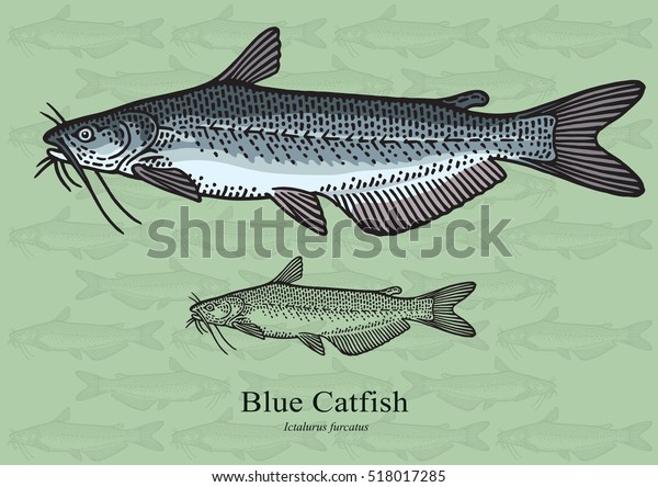Blue Catfish Vector Illustration Refined Details Stock Vector (Royalty ...