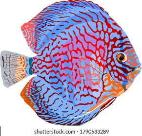 Blue Discus Fish Isolated White Background Stock Vector (Royalty Free ...