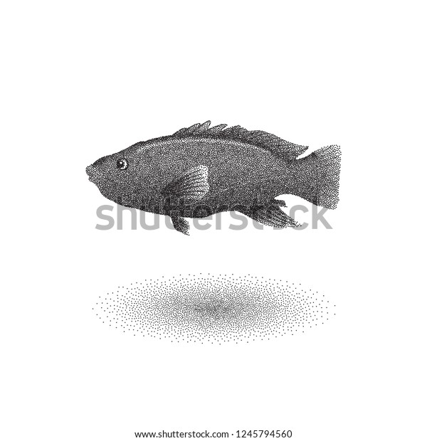 Blue Groper Fish Stipple Effect Black Stock Vector (Royalty Free ...