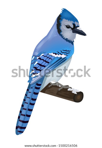 Blue Jay Bird Colourful Feather Beak Stock Vector (Royalty Free) 1500216506