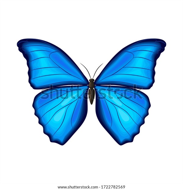 Blue Morpho Butterfly On White Background Stock Vector (Royalty Free ...
