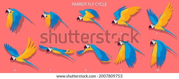 Blue Parrot Fly Cycle Frame By Stock Vector (Royalty Free) 2007809753 ...