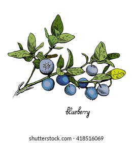 Blueberries Colored Line Art Stock Vector (Royalty Free) 418516069 ...