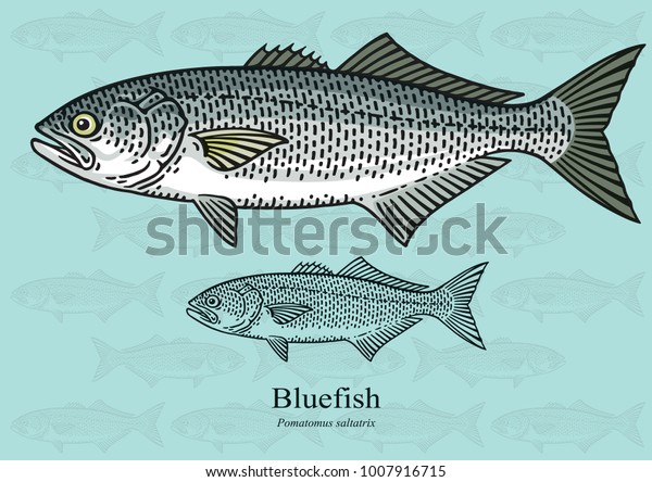 Bluefish Vector Illustration Refined Details Optimized Stock Vector ...